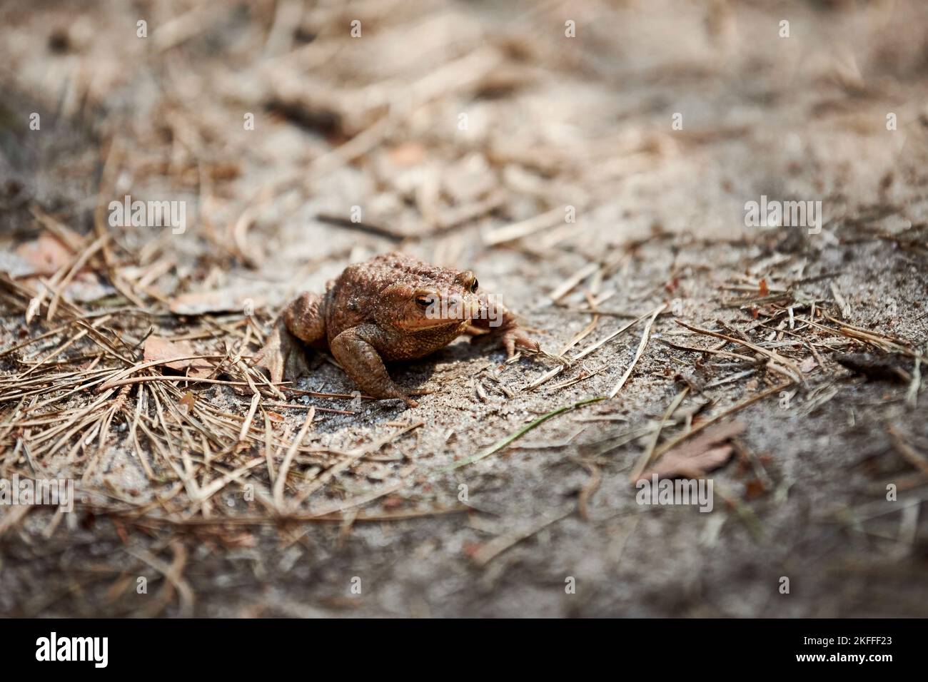Common European toad on forest ground, cute adult toad in nature ...
