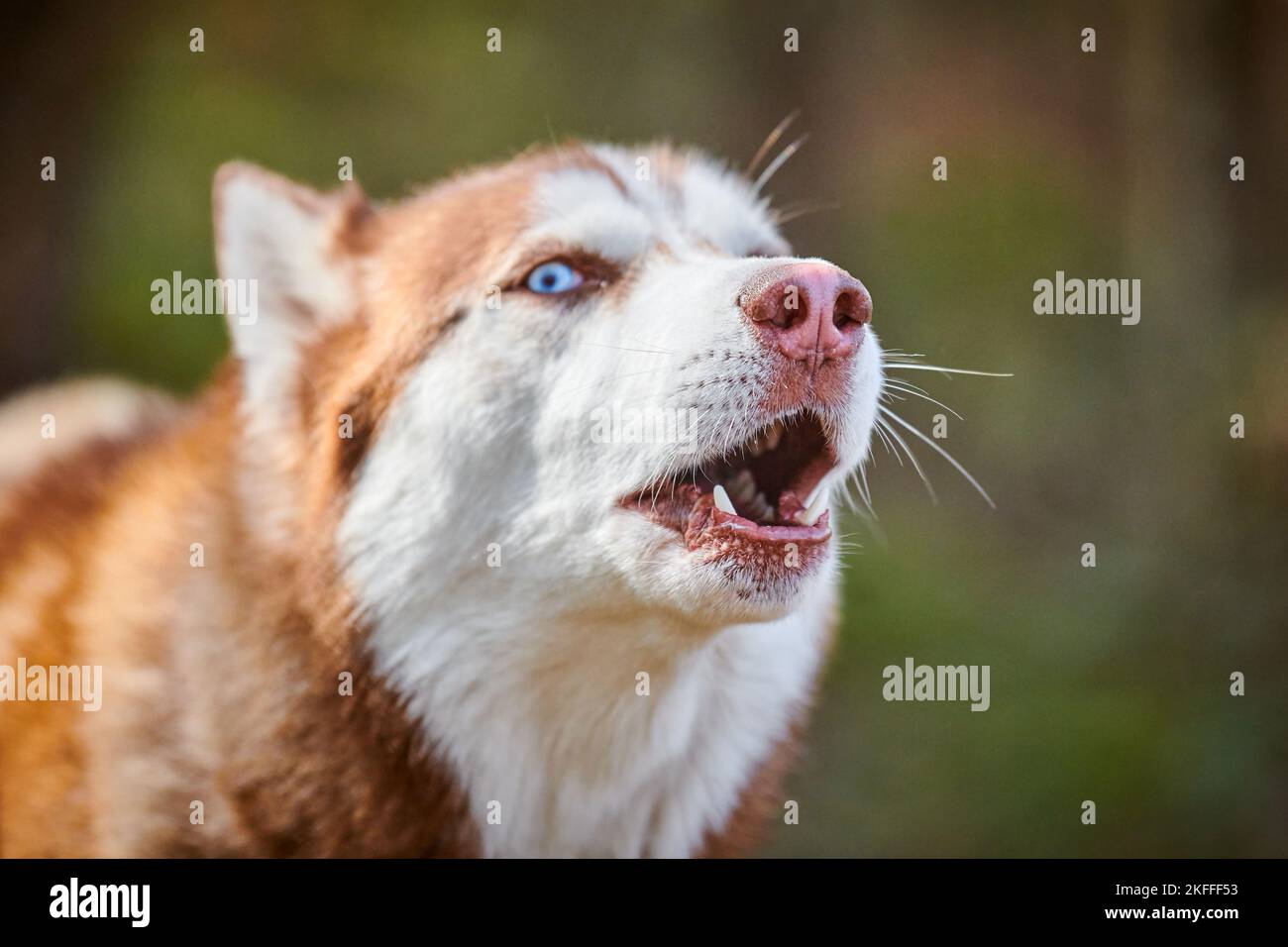 Siberian Husky dog profile portrait with blue eyes and brown white ...