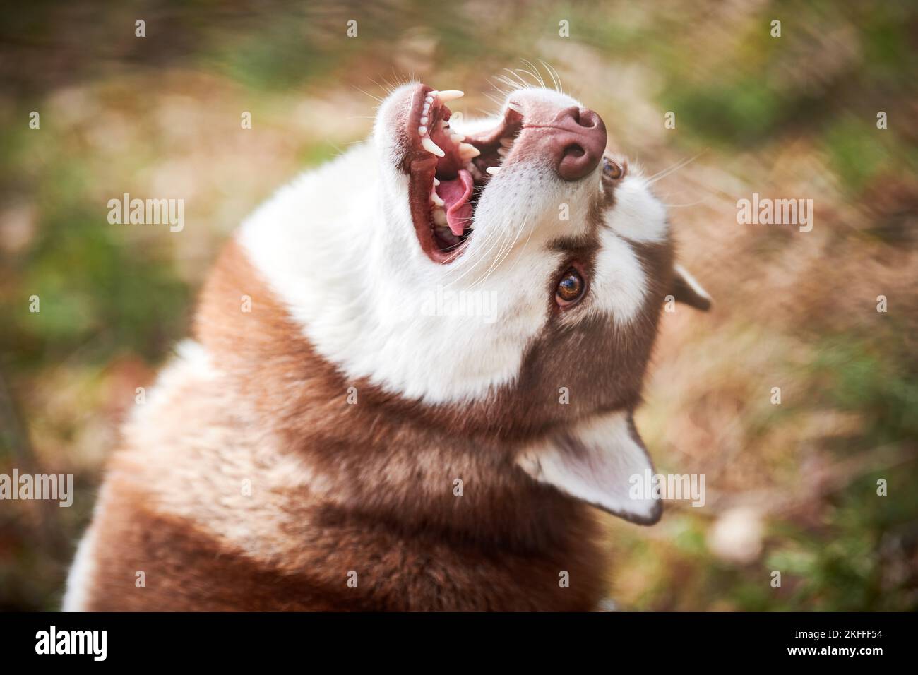 Siberian Husky dog portrait with brown eyes and brown white color, cute ...