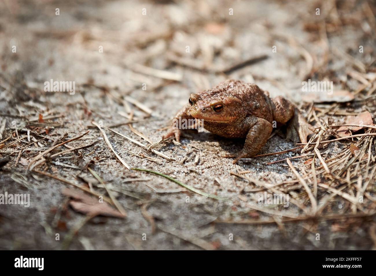 Common European toad on forest ground, cute adult toad in nature ...