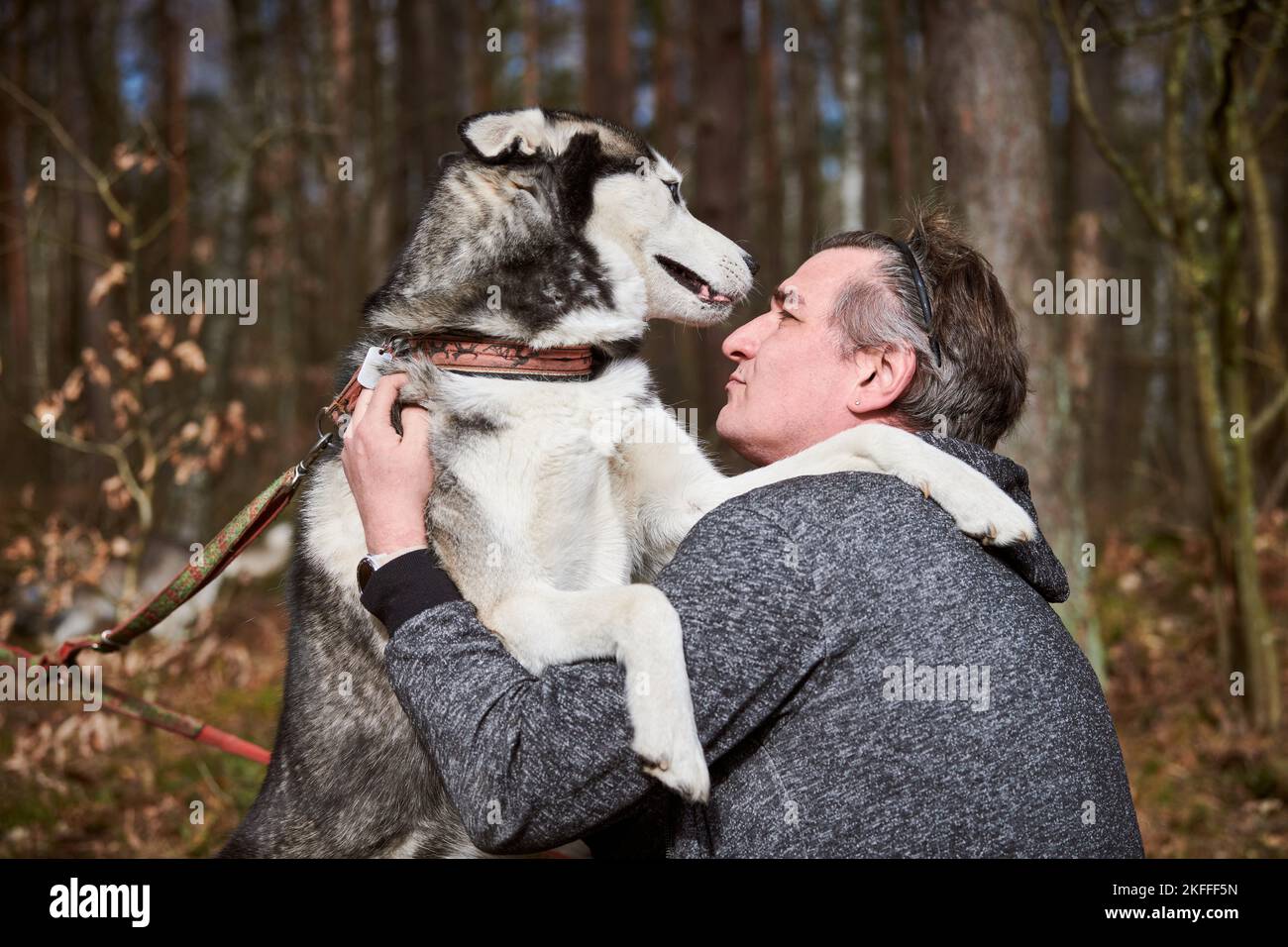 Adult man in gray sweatshirt hugs beloved Siberian Husky dog, true love ...