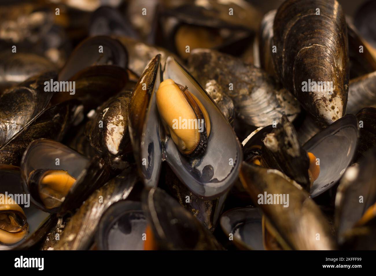 Close up on cooked mussels inside an industrial kitchen, no people are ...