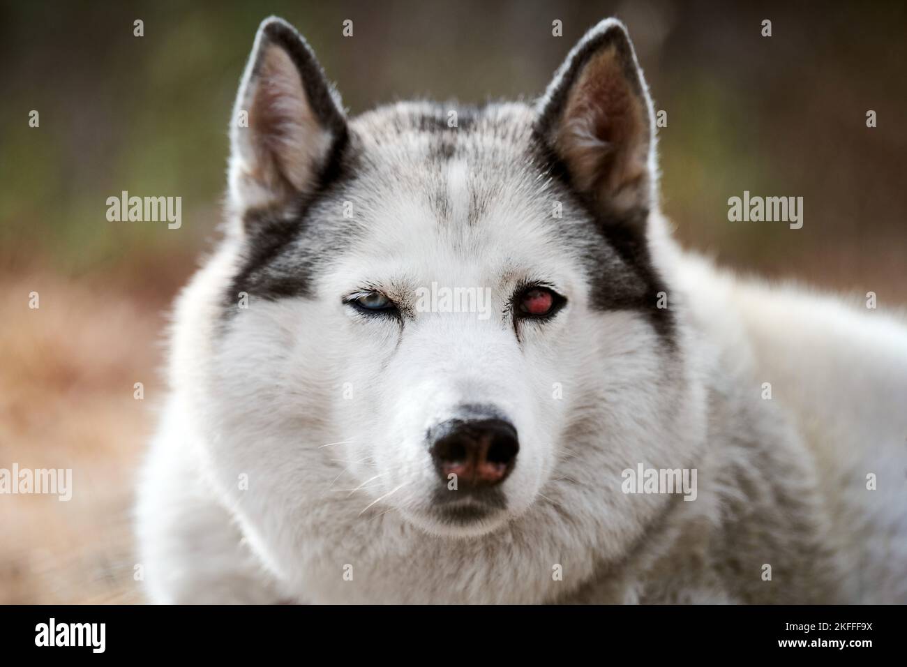 Siberian Husky dog with eye injury close up portrait, beautiful Husky ...
