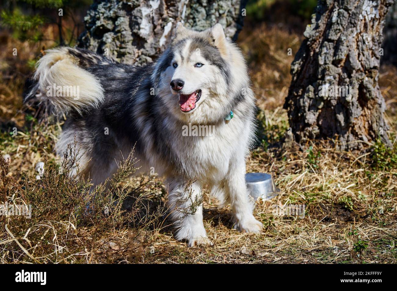 Siberian Husky dog stands on forest grass, full size Husky dog portrait ...
