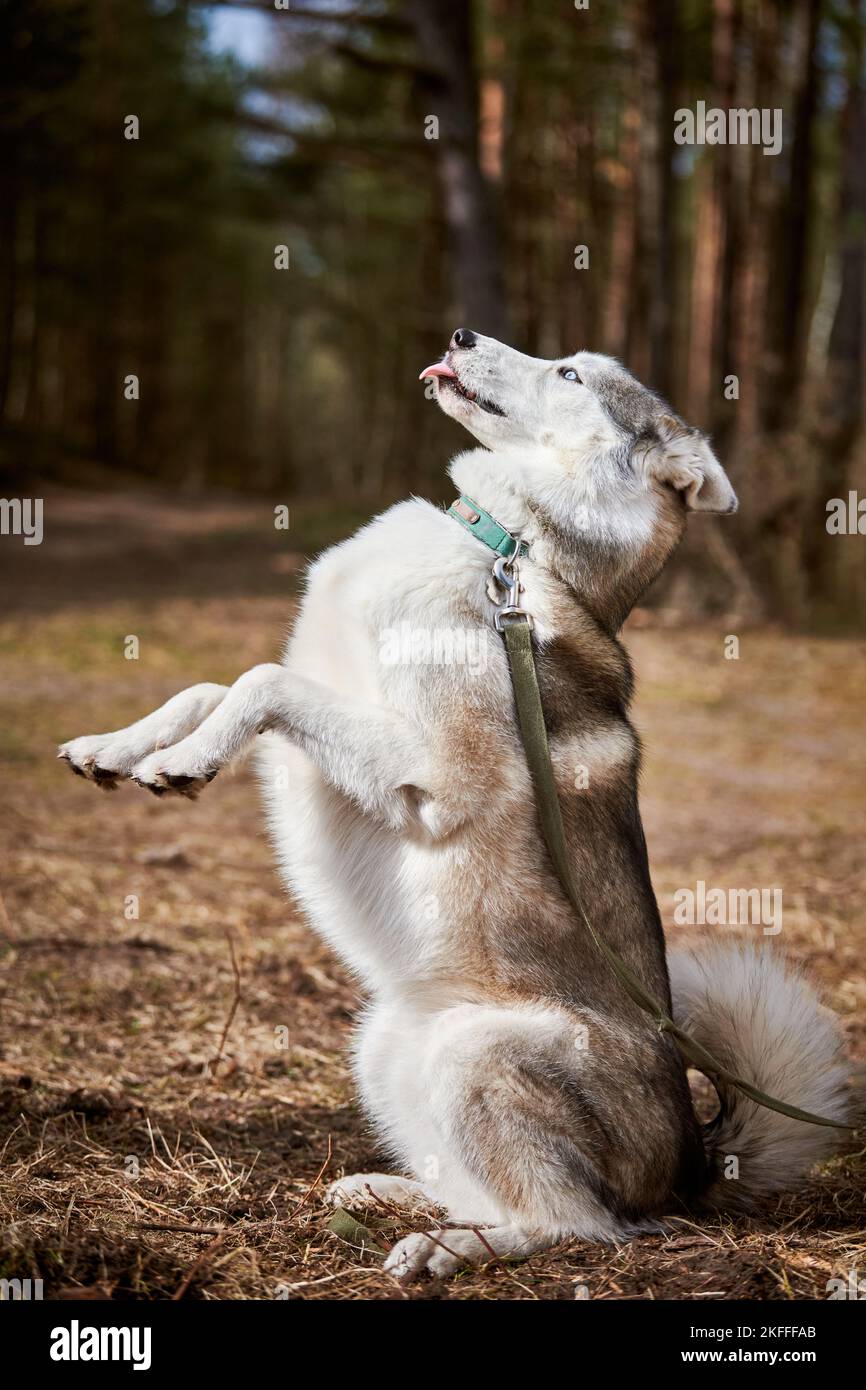 Siberian Husky dog standing on hind legs on dry grass field, funny ...