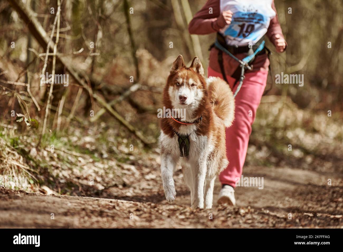 Running Siberian Husky dog in harness pulling woman on autumn forest ...