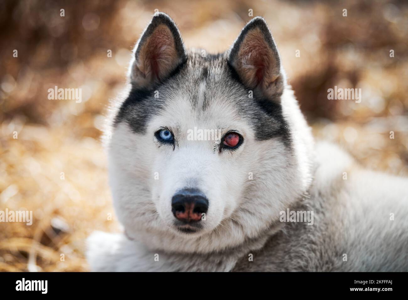 Siberian Husky dog with eye injury close up portrait, beautiful Husky ...
