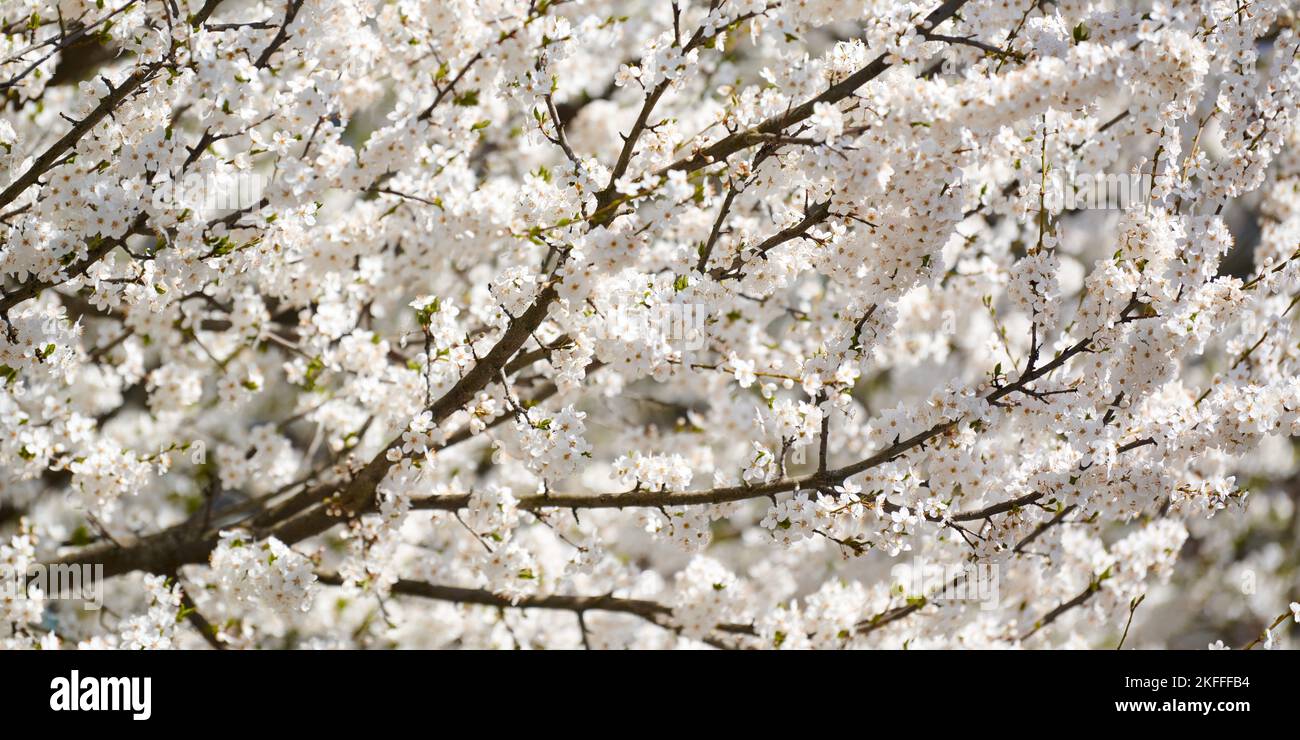 White plum blossom, beautiful white flowers of prunus tree in city ...
