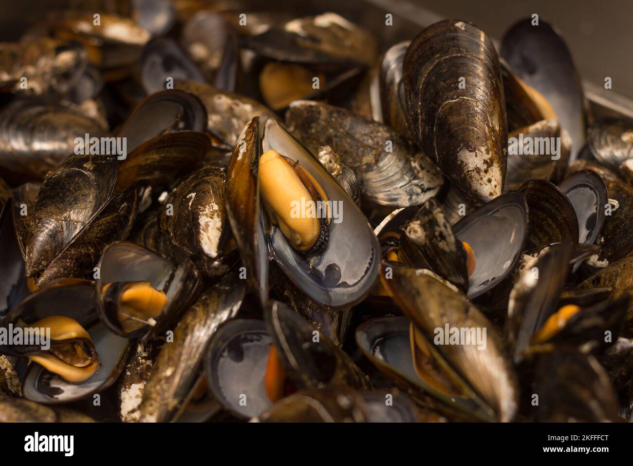 Close up on cooked mussels inside an industrial kitchen, no people are ...