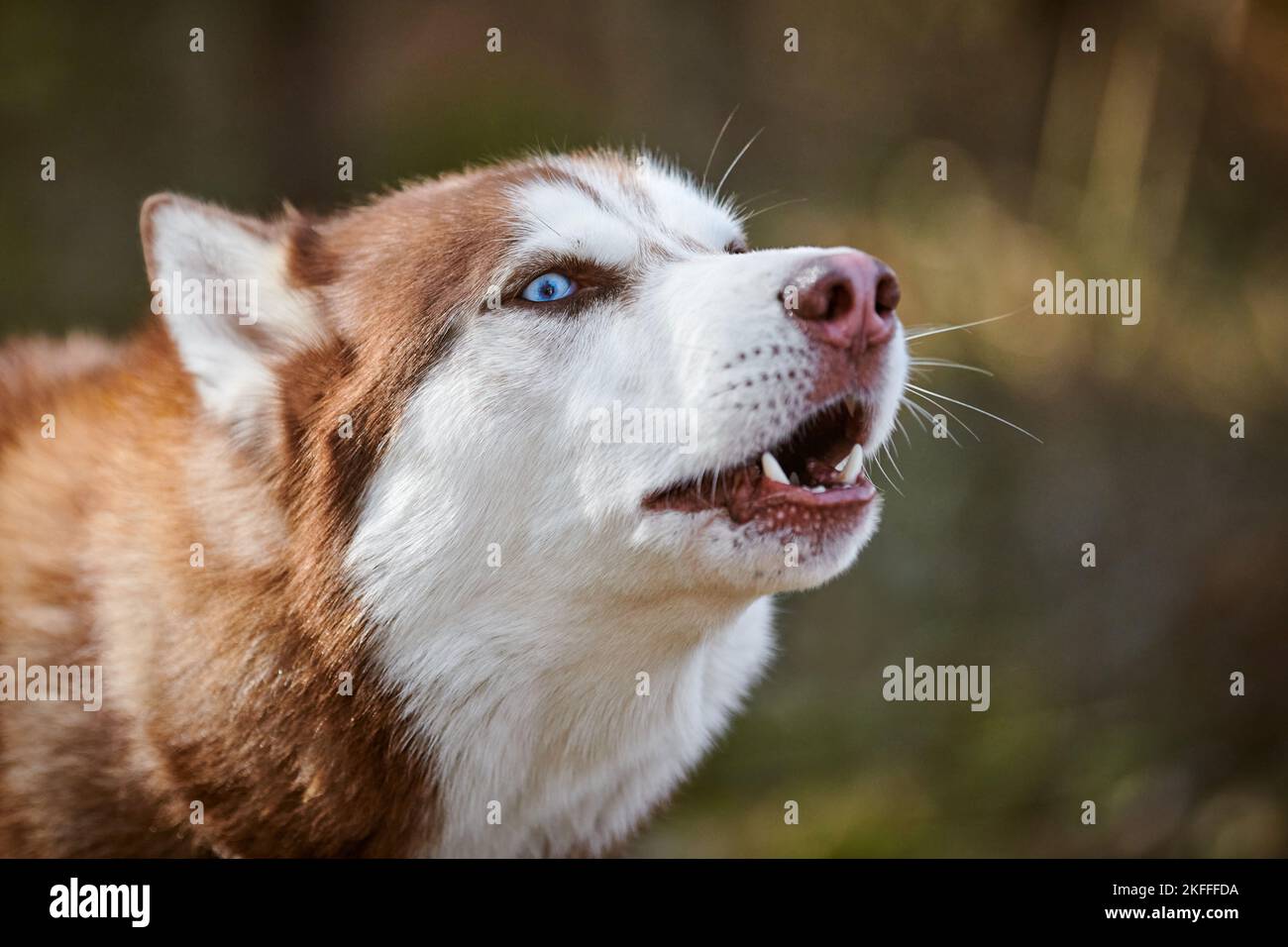 Siberian Husky dog profile portrait with blue eyes and brown white ...