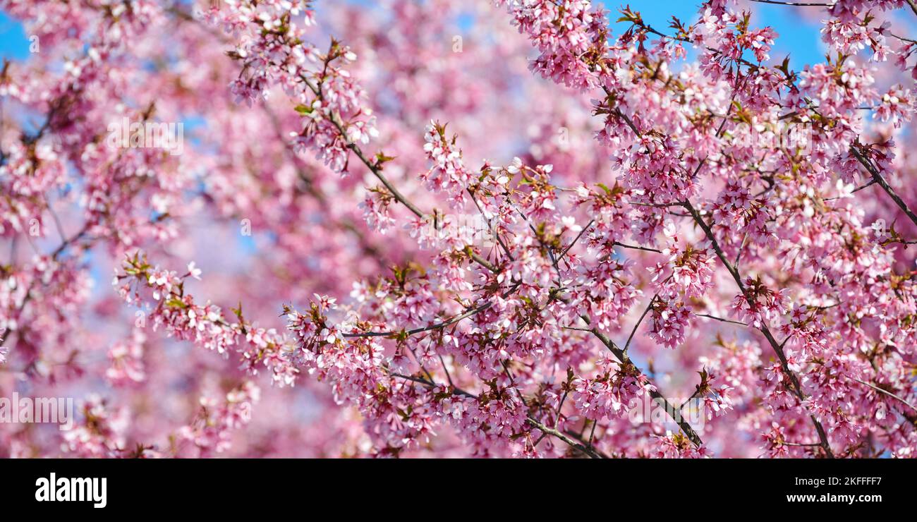 Pink cherry blossom, beautiful pink flowers of japanese cherry tree on ...