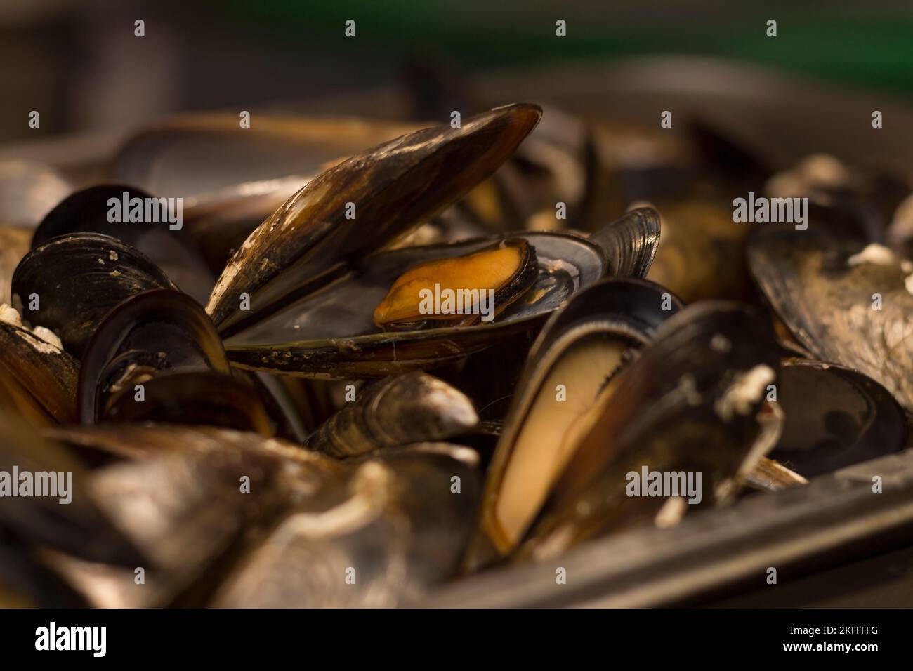 Close up on cooked mussels inside an industrial kitchen, no people are ...