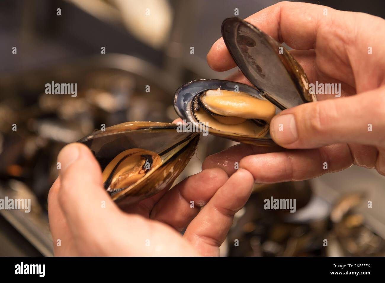 Close up on cooked mussels inside an industrial kitchen, no people are ...