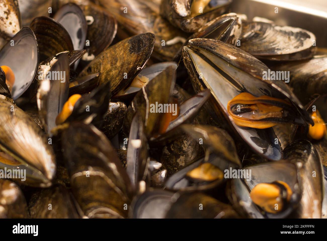 Close up on cooked mussels inside an industrial kitchen, no people are ...