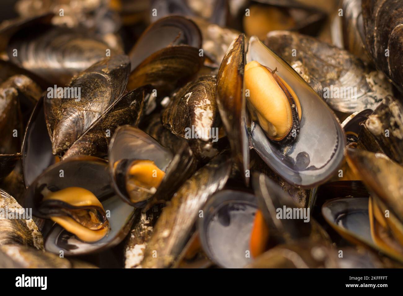 Close up on cooked mussels inside an industrial kitchen, no people are ...
