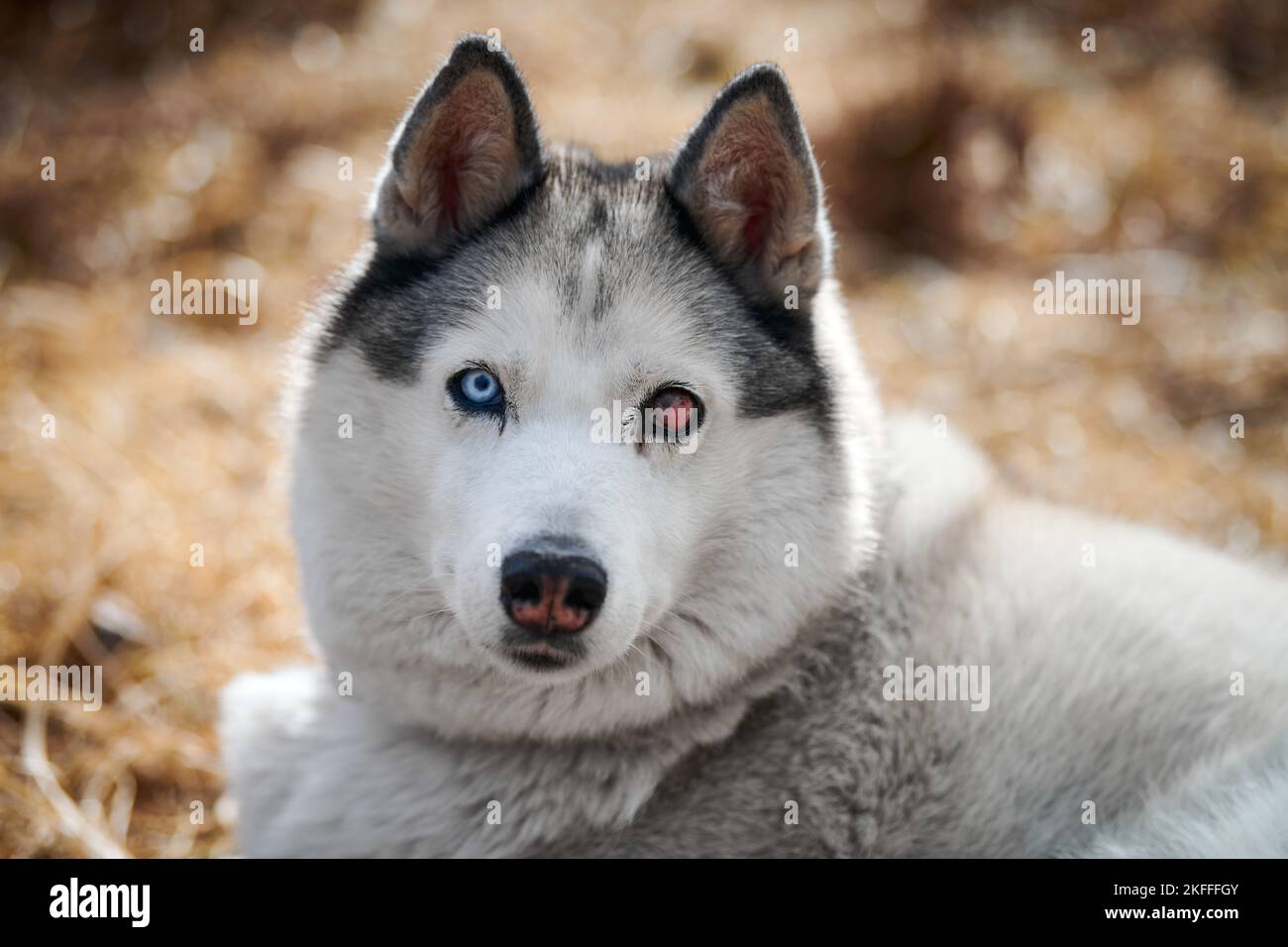 Siberian Husky dog with eye injury close up portrait, beautiful Husky ...