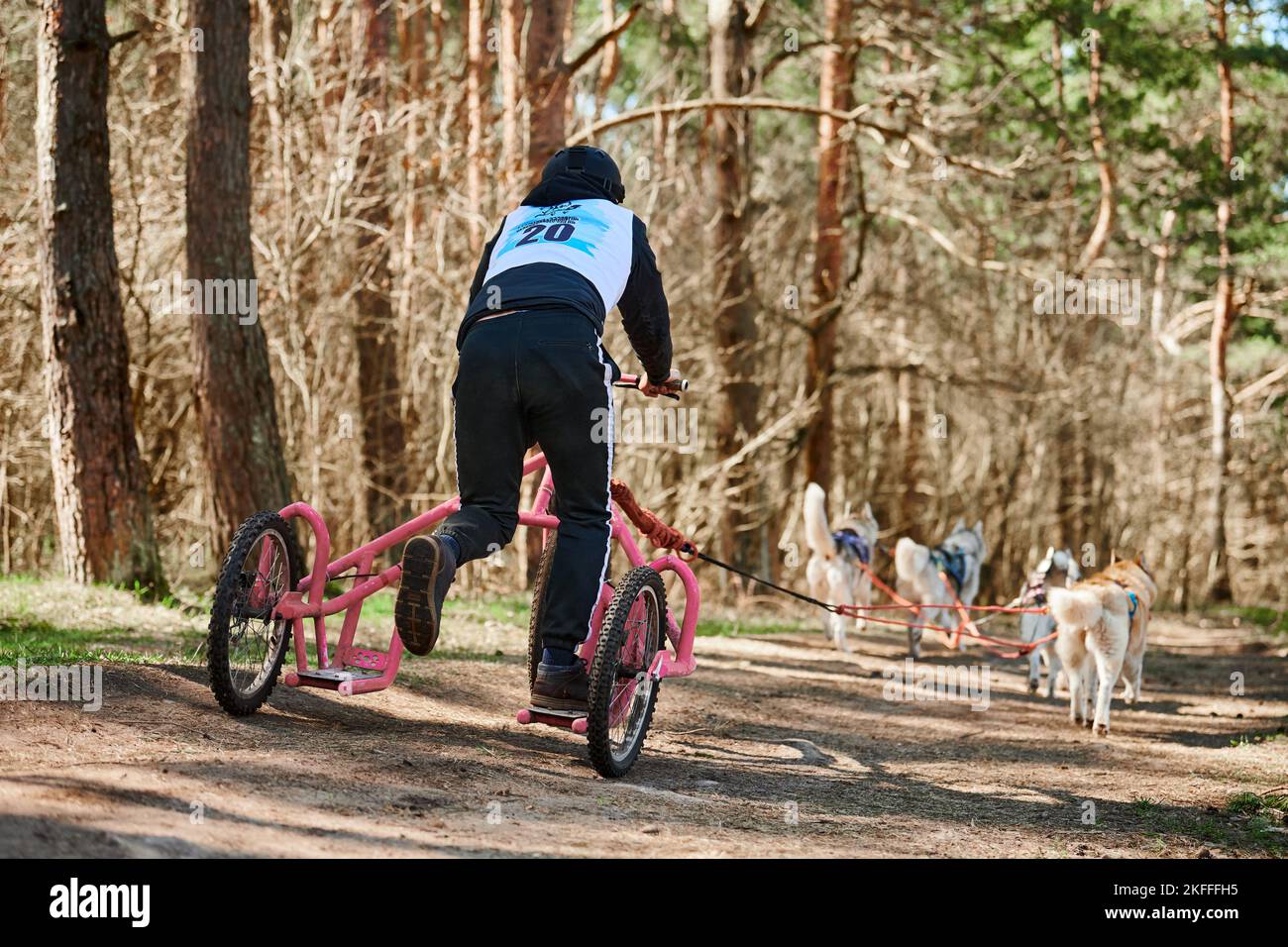Back view to male musher rides on three wheeled cart with Siberian ...