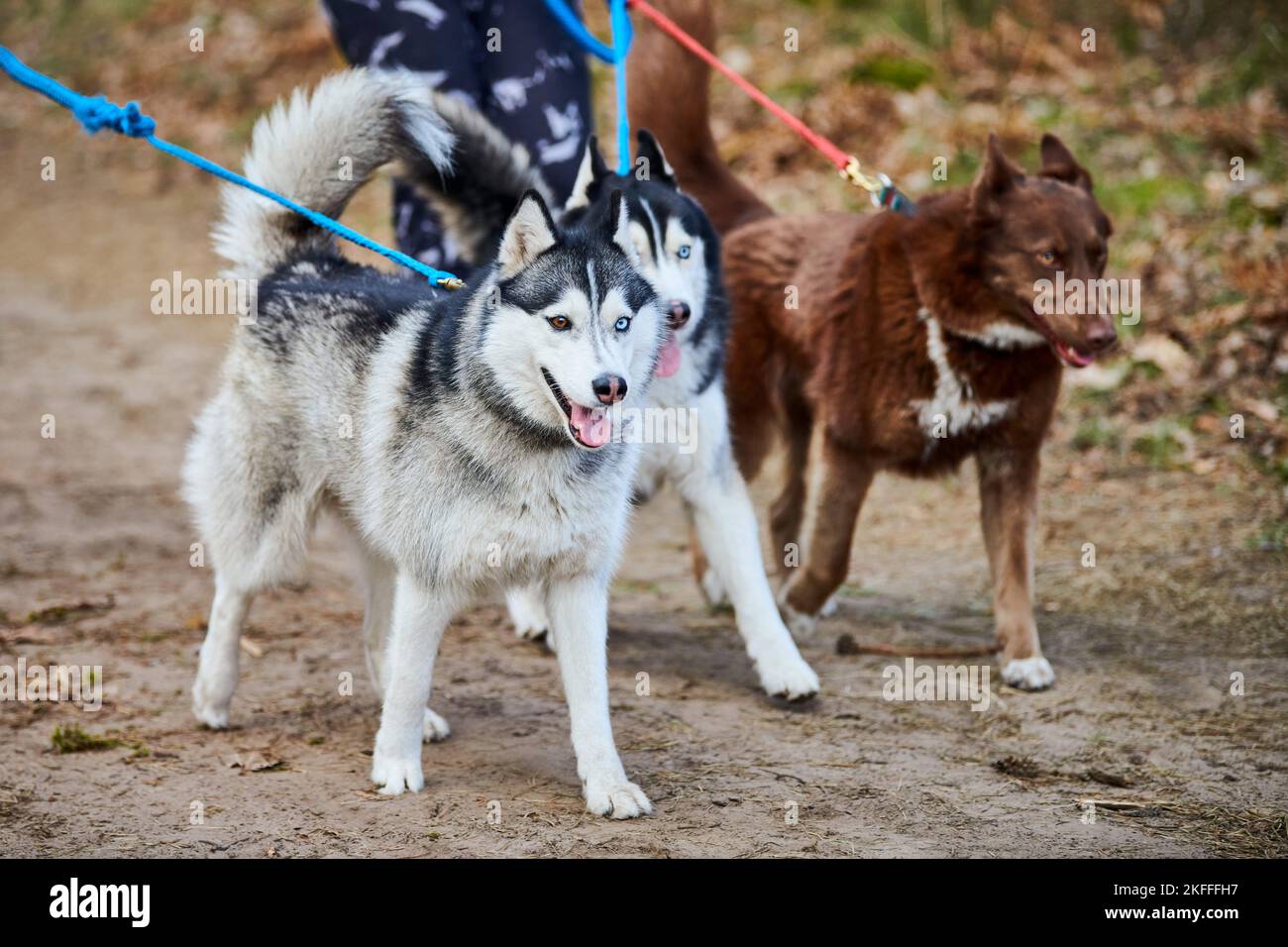 Walking with Siberian Husky dogs on forest pathway, full size Husky dog ...