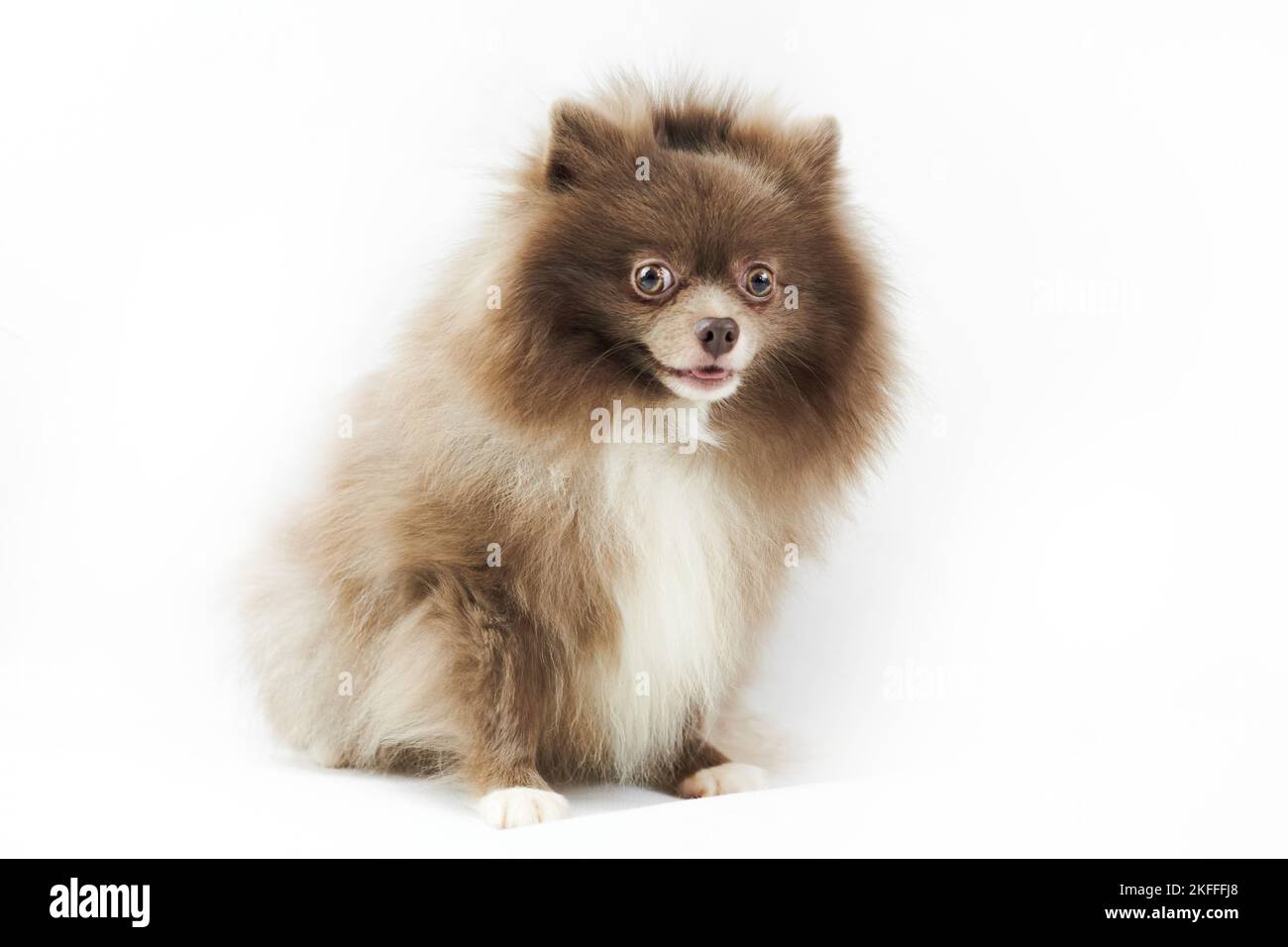 Light brown Pomeranian Spitz dog isolated on white background, cute ...