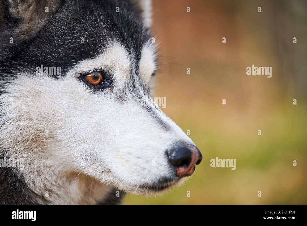 Siberian Husky dog profile portrait with black gray white coat color ...