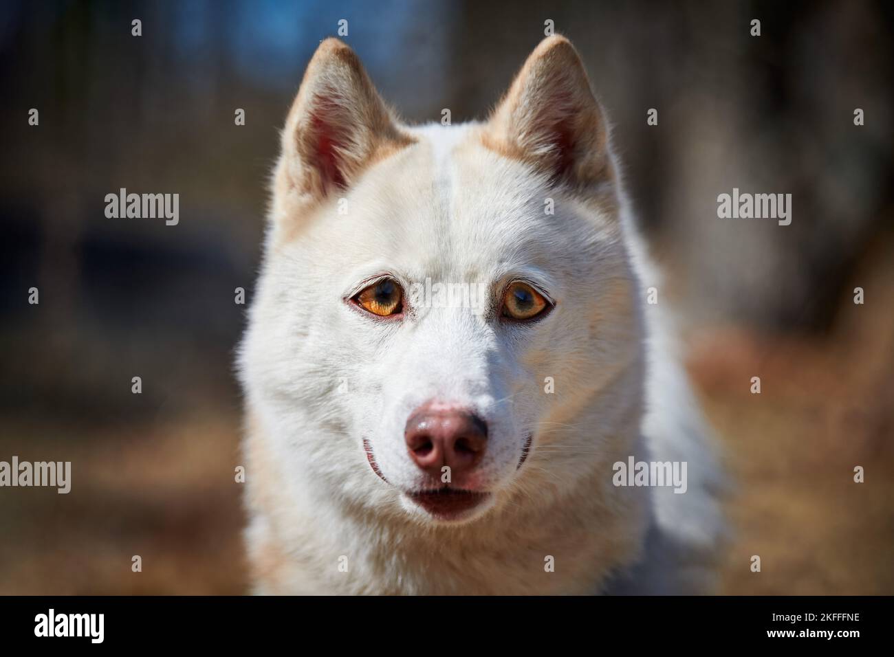 Siberian Husky dog with huge eyes, funny surprised Husky dog with ...