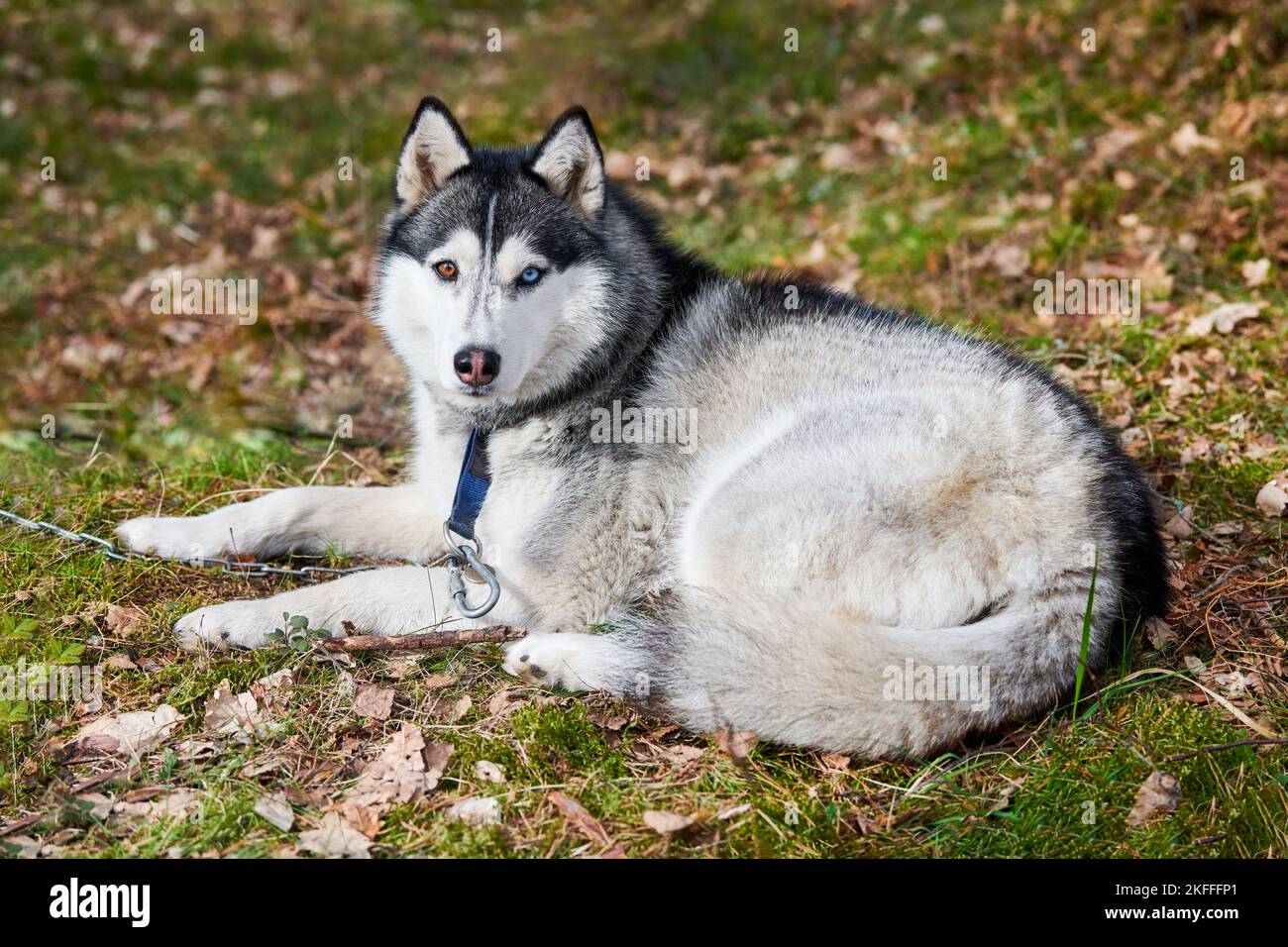 Siberian Husky dog lying on forest grass, full size resting Husky dog ...