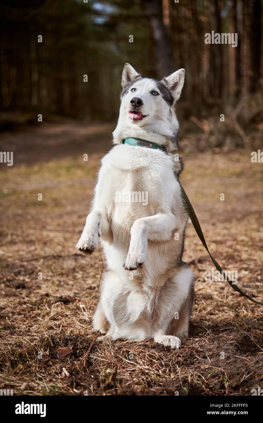 Siberian Husky dog standing on hind legs on dry grass field, funny ...