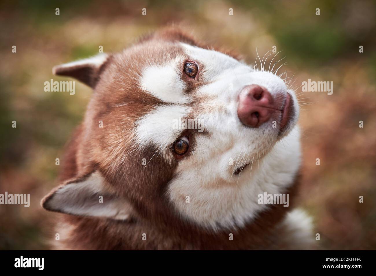 Siberian Husky dog portrait with brown eyes and brown white color, cute ...