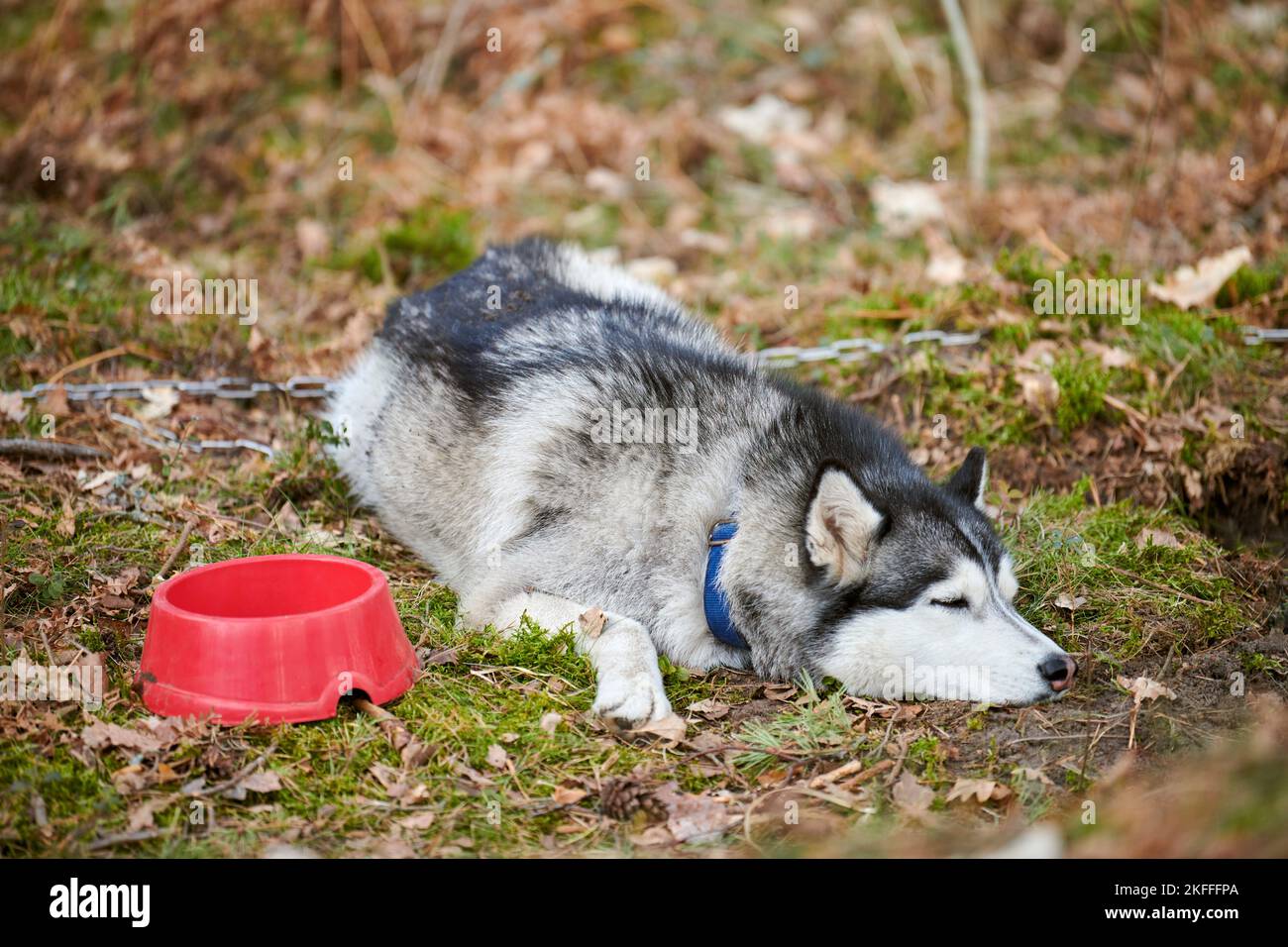Siberian Husky dog lying near bowl on forest grass, resting Husky dog ...