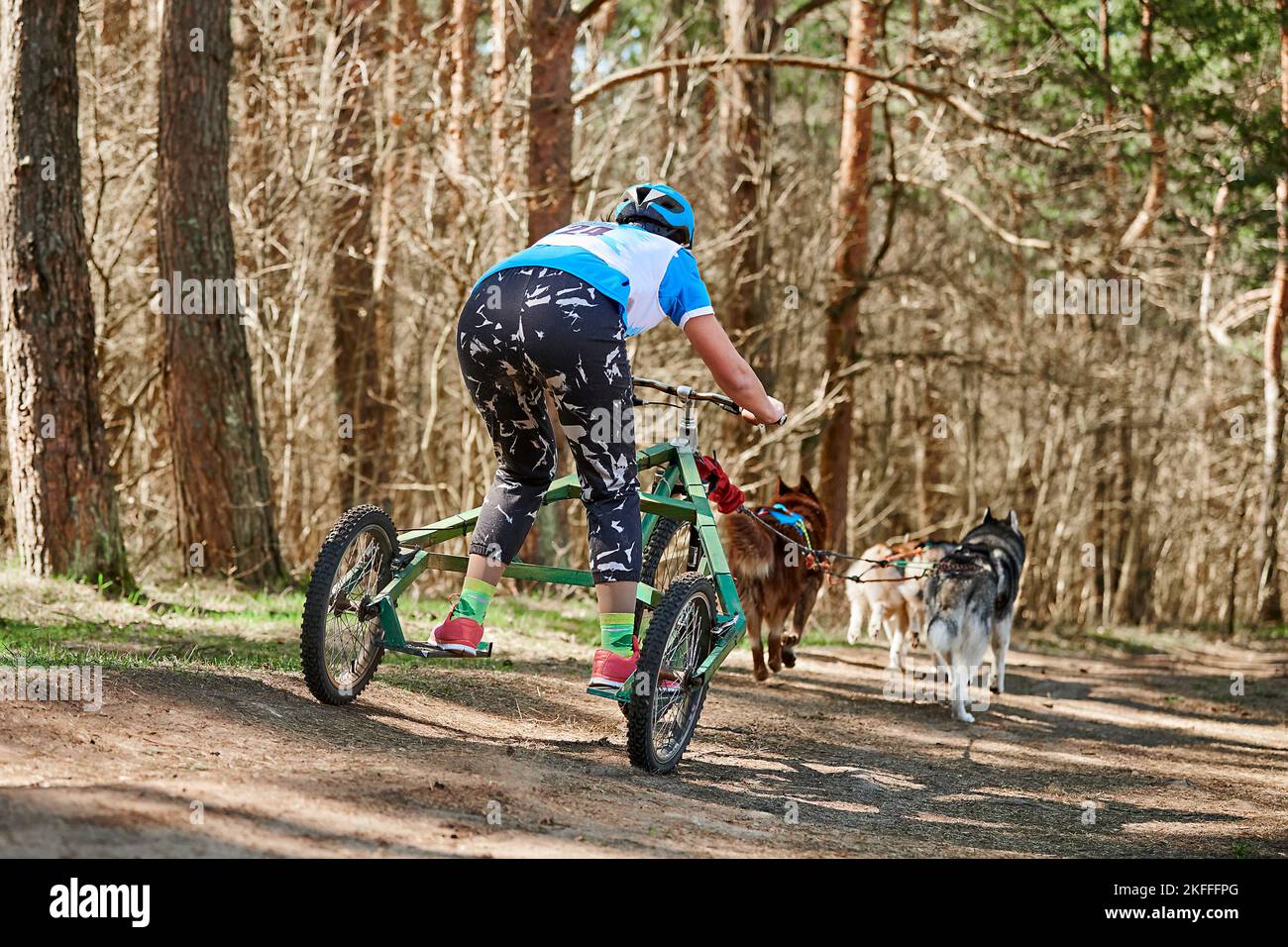 Back view to woman musher rides on three wheeled cart with Siberian ...