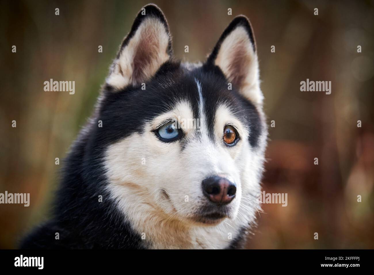 Siberian Husky dog with huge eyes, funny surprised Husky dog with ...