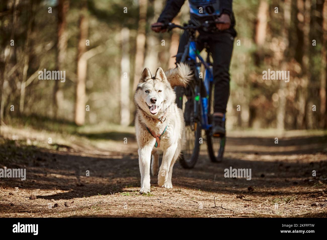 Running Siberian Husky sled dog in harness pulling bike on autumn ...