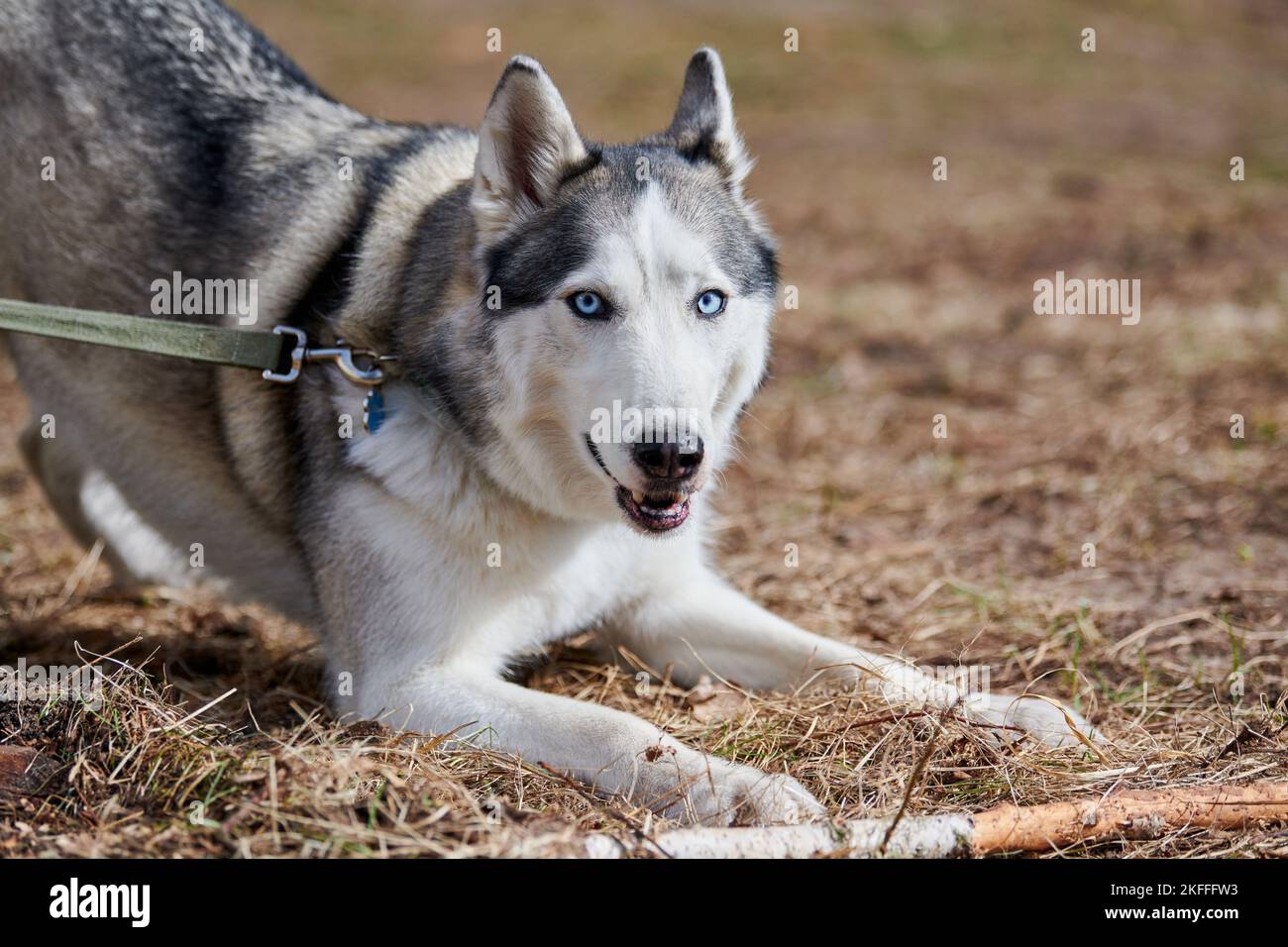 Siberian Husky dog playing on dry grass field, funny Husky dog portrait ...