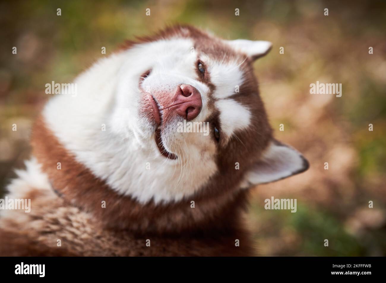 Siberian Husky dog with narrow eyes, funny smiling Husky dog face with ...