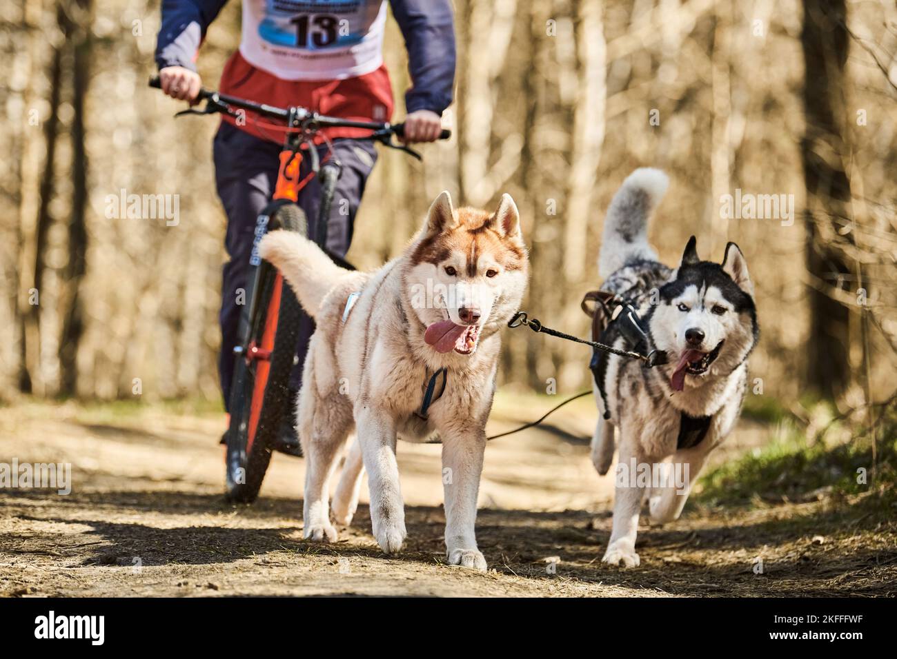 Two joyful siberian husky hi-res stock photography and images - Alamy