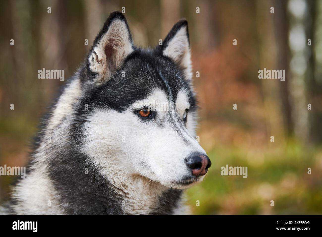 Siberian Husky dog profile portrait with black gray white coat color ...