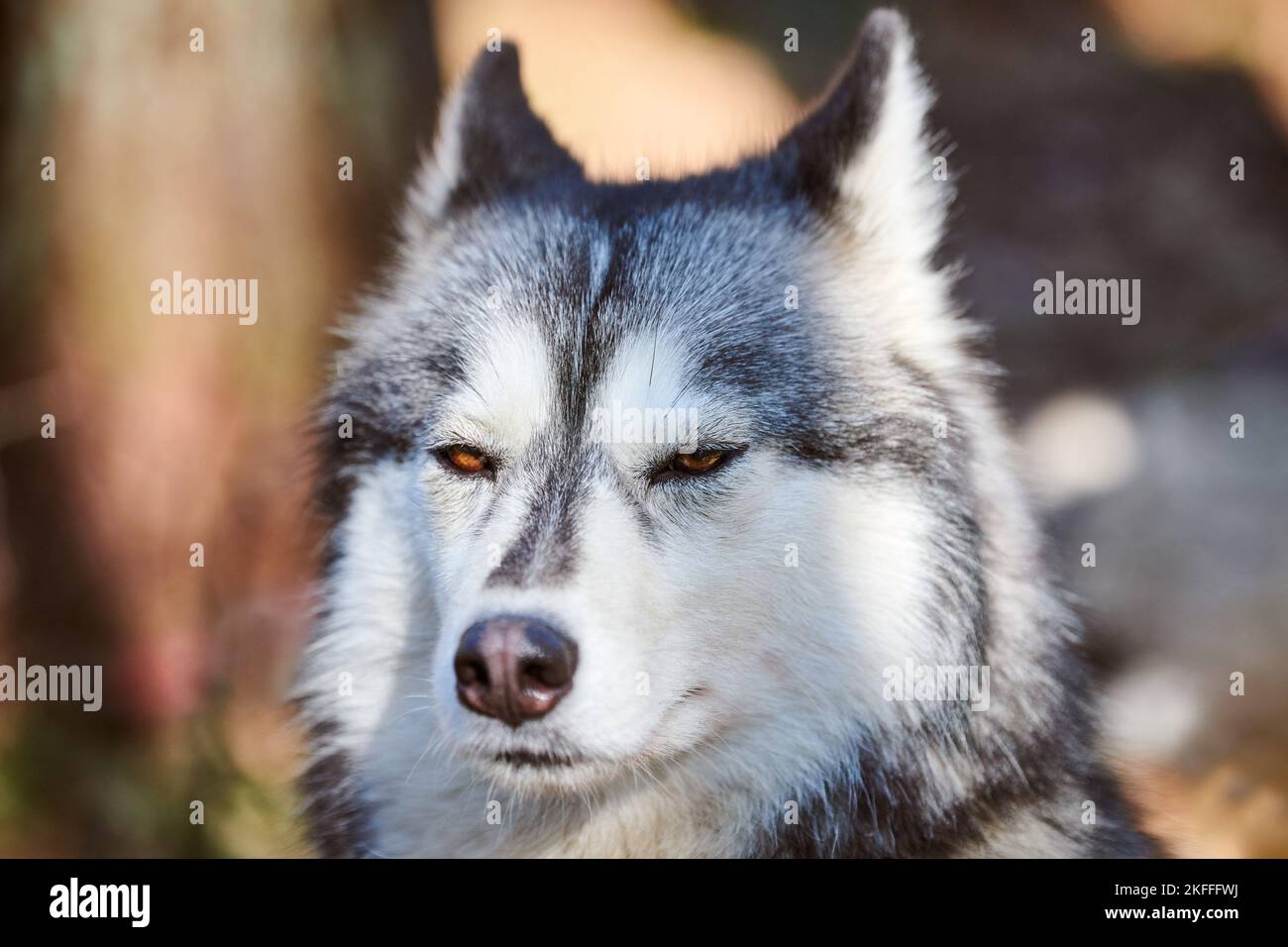 Siberian Husky dog portrait with brown eyes and gray coat color, cute ...