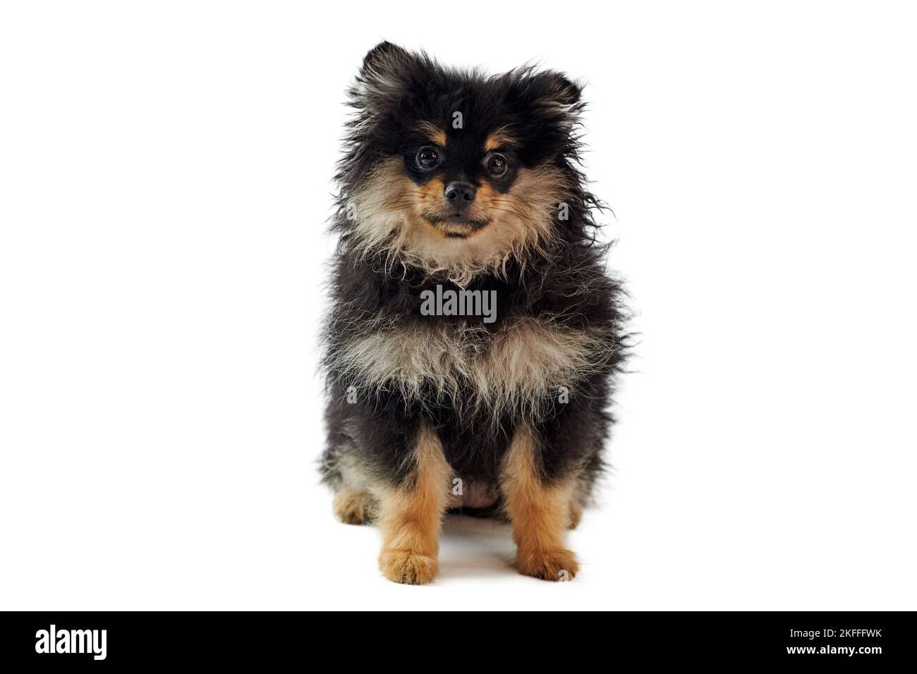 Pomeranian Spitz puppy dog isolated on white background, cute black ...