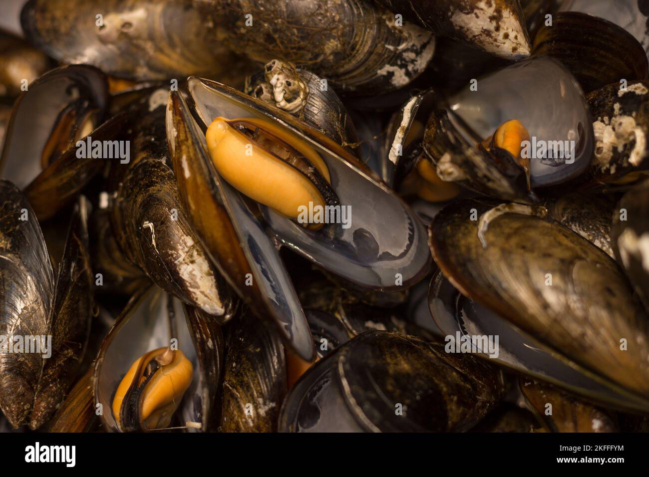 Close up on cooked mussels inside an industrial kitchen, no people are ...