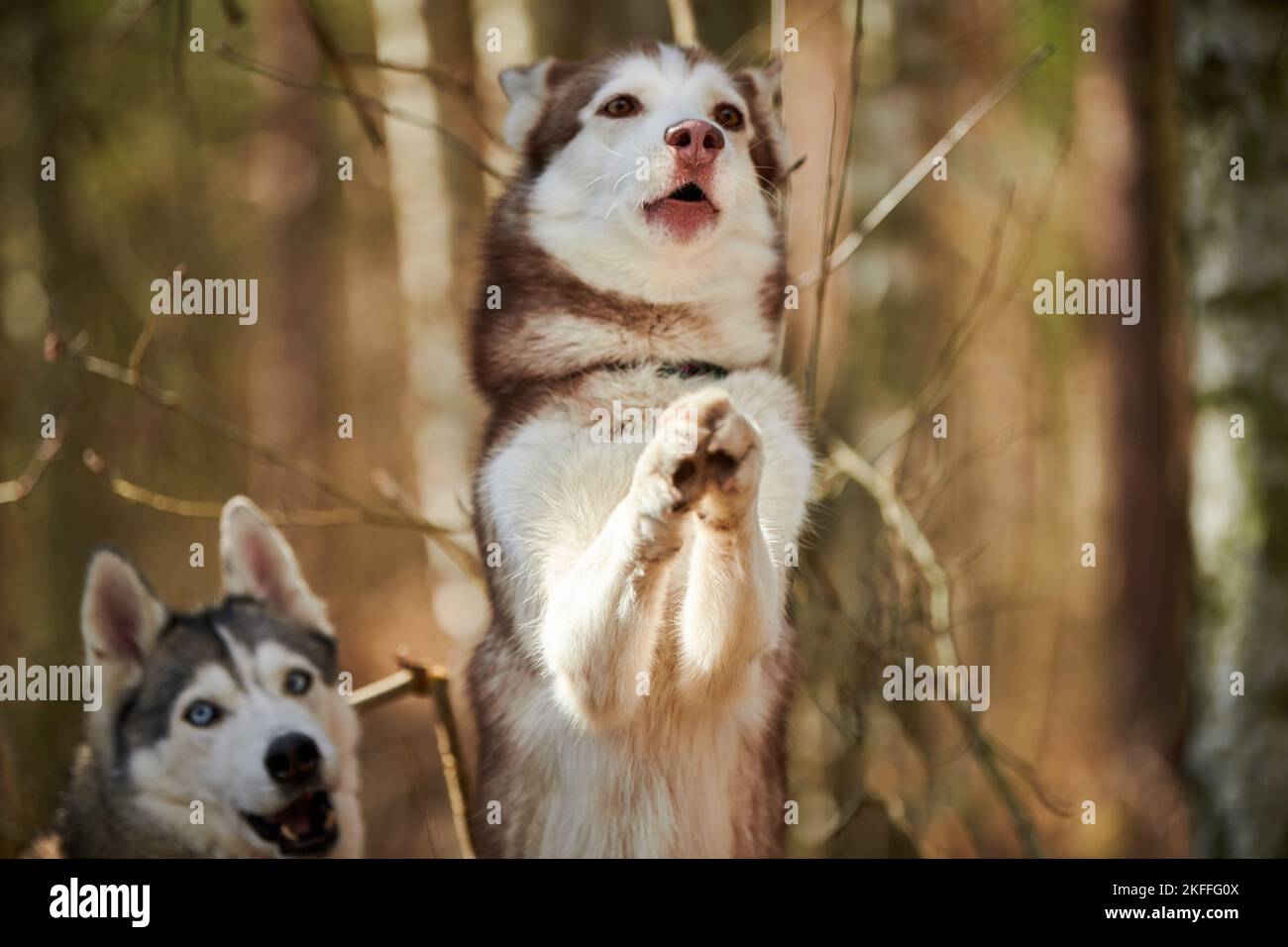 Siberian Husky dog standing on hind legs on autumn forest background ...