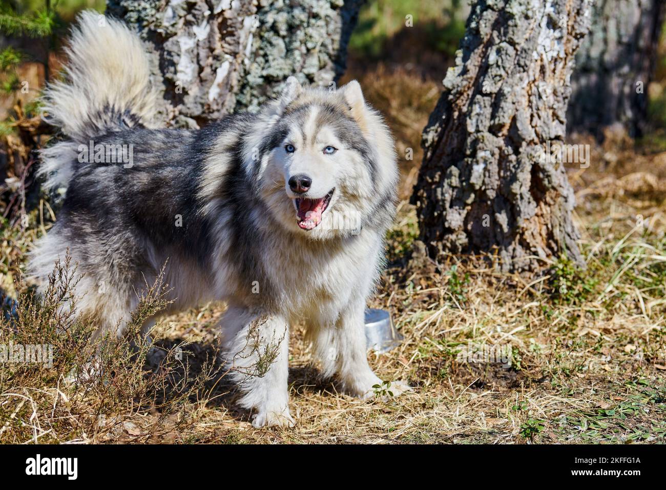 Siberian Husky dog stands on forest grass, full size Husky dog portrait ...