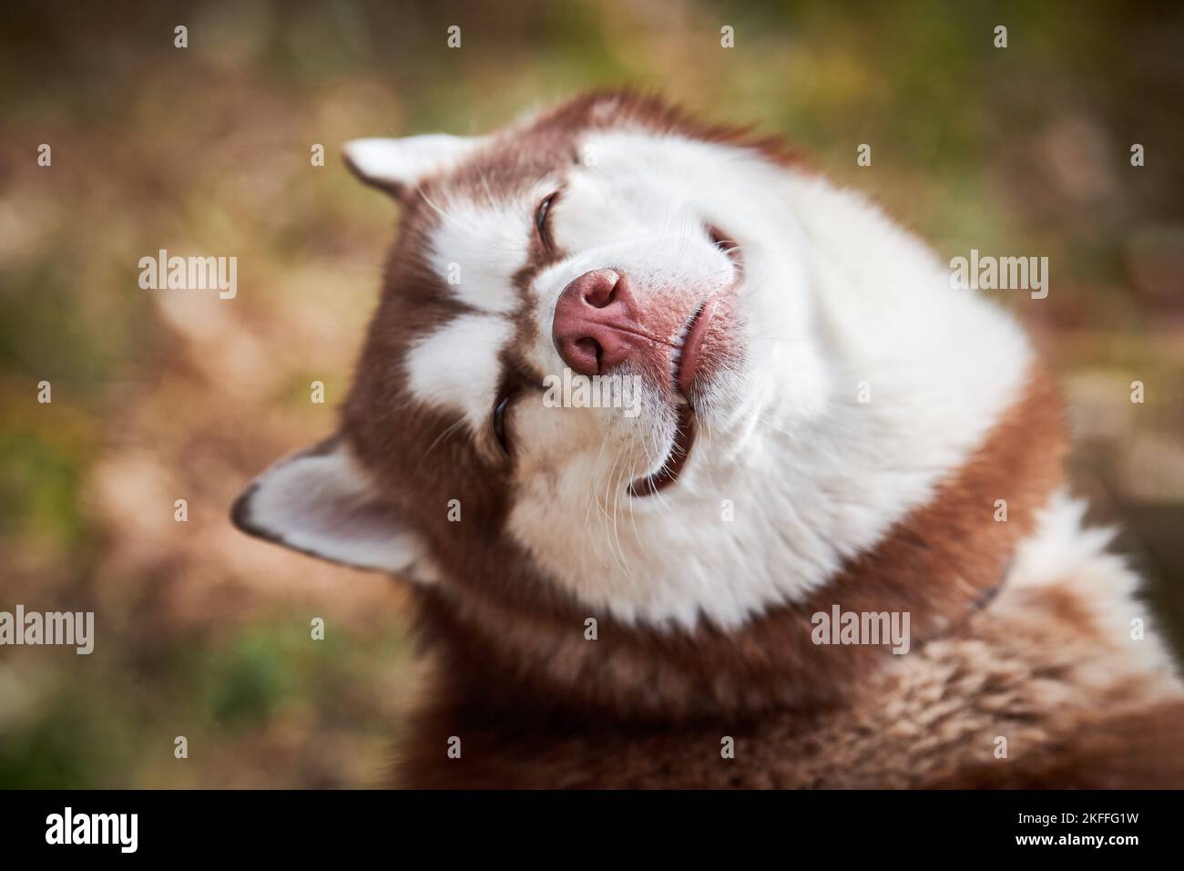 Siberian Husky dog with narrow eyes, funny smiling Husky dog face with ...