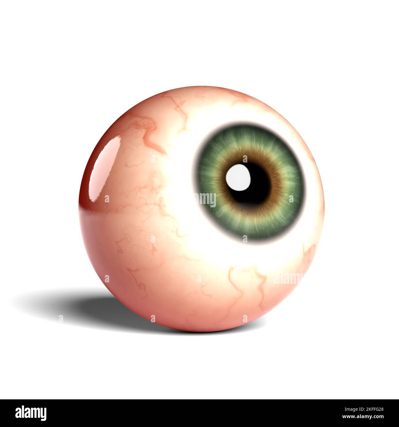 Side view of realistic human eyeball isolated on wihte background, 3D ...
