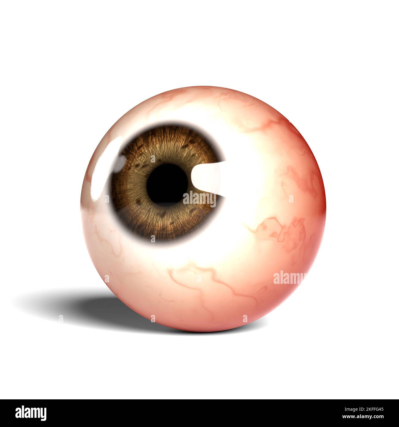 Side view of realistic human eyeball isolated on wihte background, 3D ...