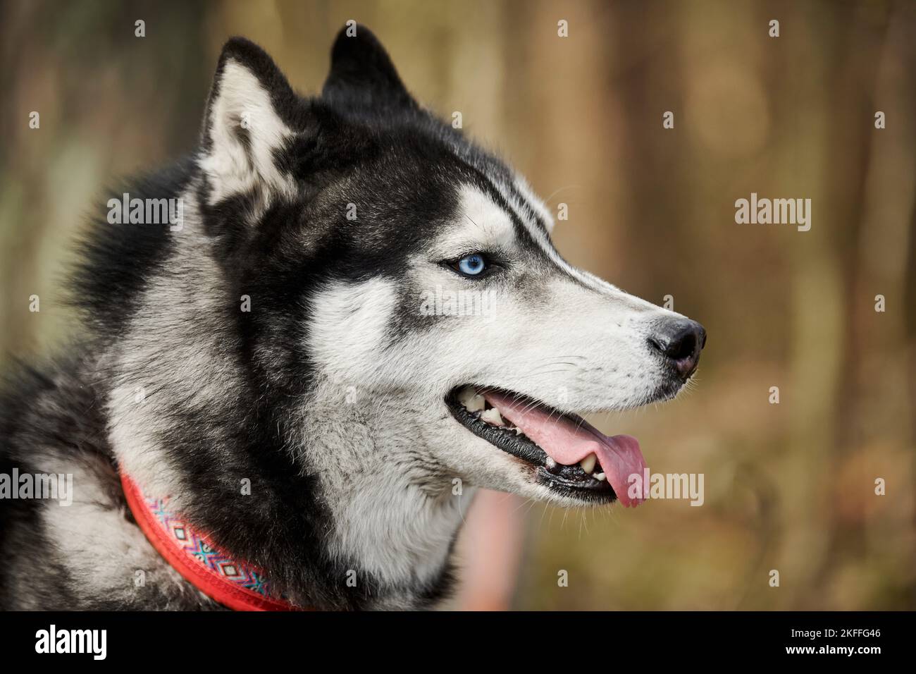Siberian Husky dog profile portrait with black gray white coat color ...