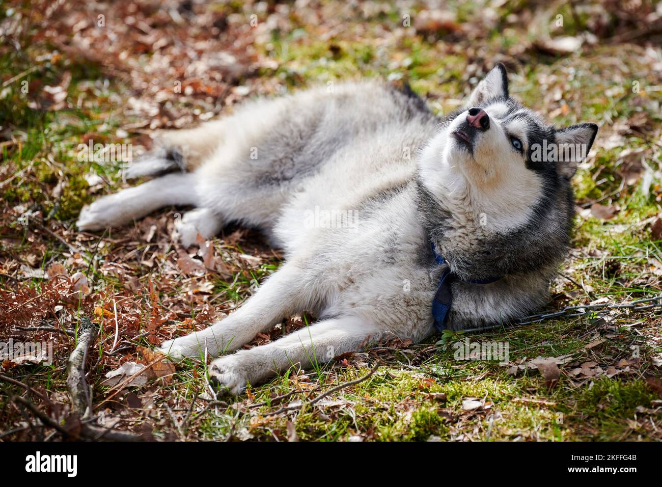 Siberian Husky dog lying on forest grass, full size resting Husky dog ...
