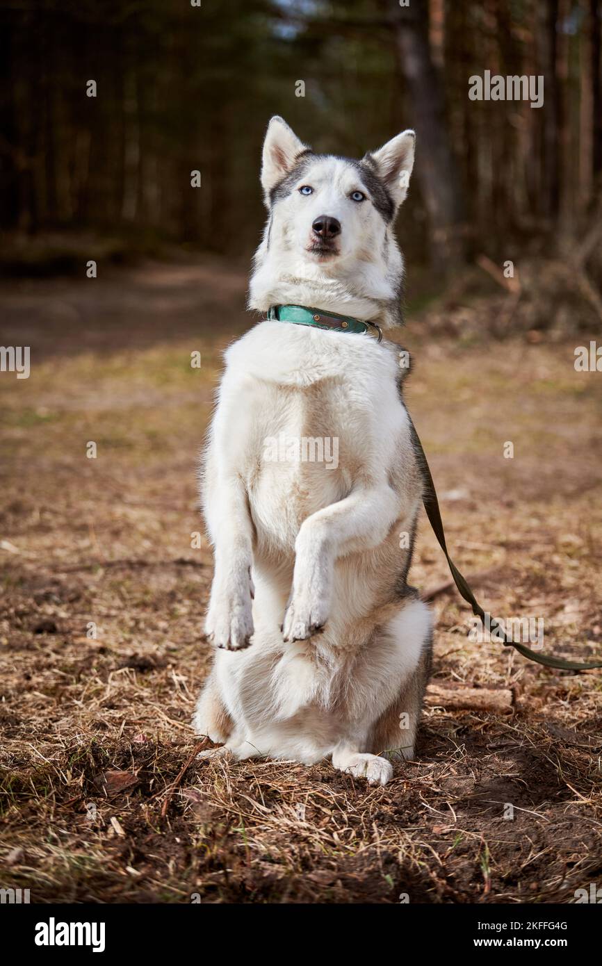 Siberian Husky dog standing on hind legs on dry grass field, funny ...