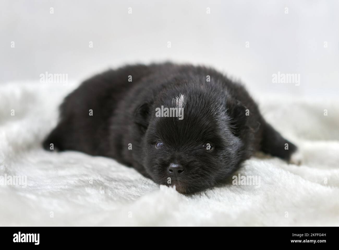 Little Chihuahua puppy lying on soft white fabric, cute sleepy brown ...
