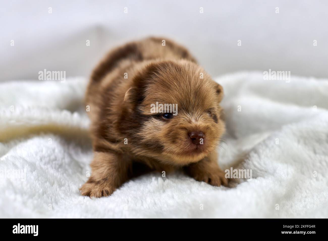 Little Chihuahua puppy on soft white fabric, cute brown dog breed with ...