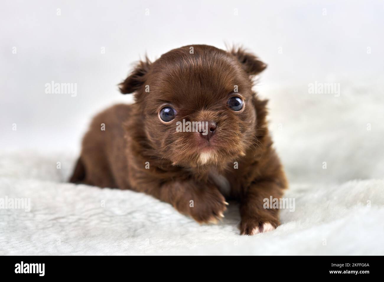 Little Chihuahua puppy on soft white fabric, cute brown dog breed with ...